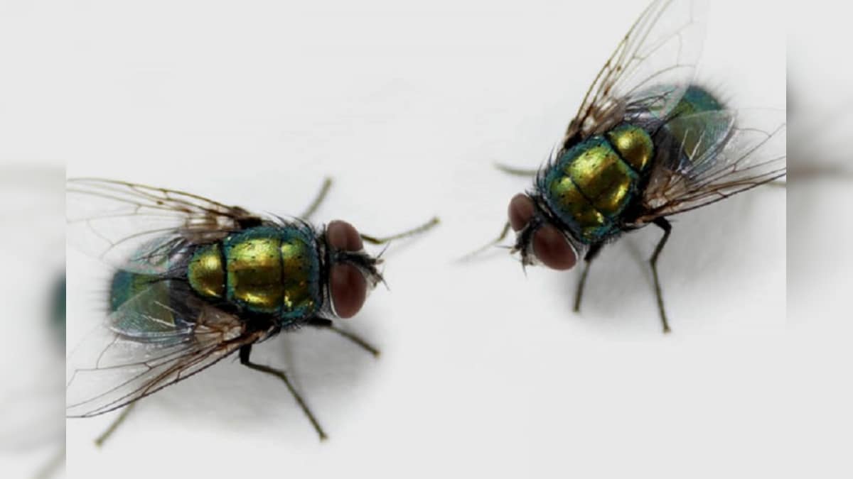 Facts About House Flies : ఈగల గురించి మీరు నమ్మలేని 9 నిజాలు