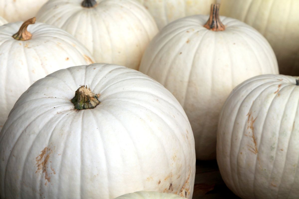 White Pumpkin : తెల్ల గుమ్మడి వాడితే.. మీలో ఈ మార్పులు కనిపిస్తాయి ...