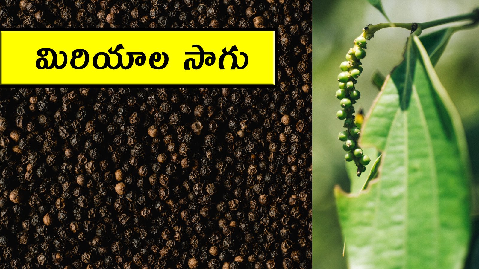 Black Pepper Farming : మిరియాల సాగు.. లాభాల వివరాలు ఇవే! | How to ...