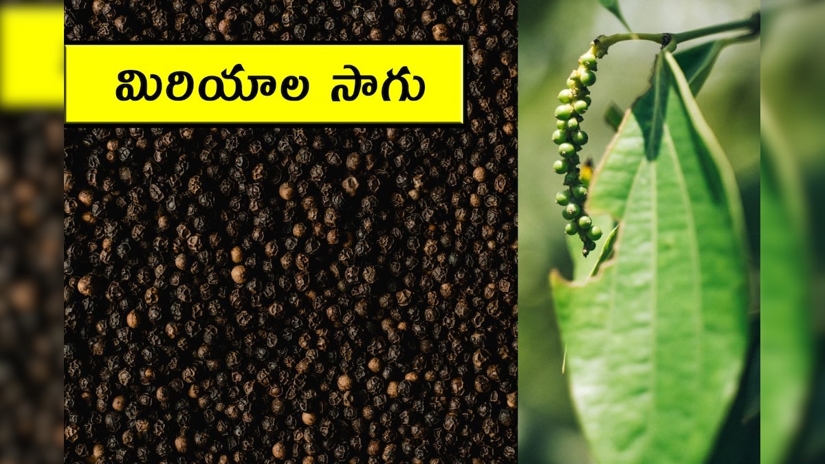 Black Pepper Farming : మిరియాల సాగు.. లాభాల వివరాలు ఇవే! – News18 తెలుగు