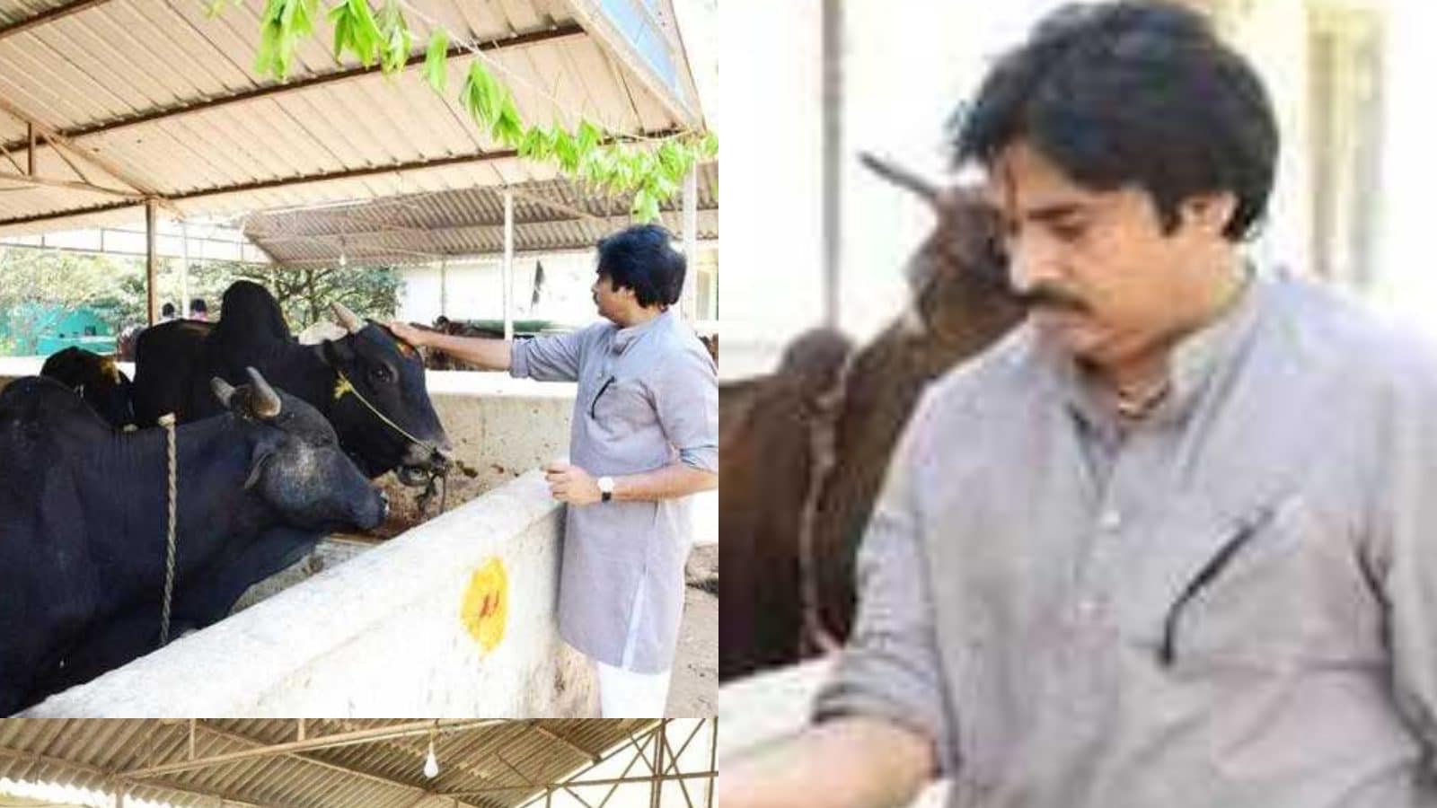 Pawan Kalyan: కనుమ రోజు గోమాత పూజ చేసిన పవన్ కళ్యాణ్.. పిక్స్ వైరల్ ...