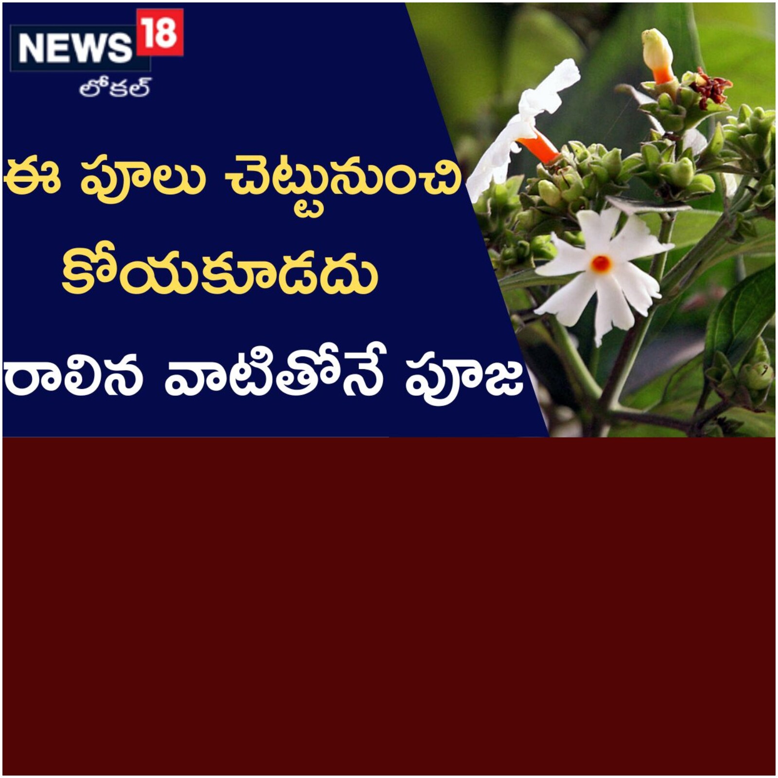 Parijat Flower In Telugu | Best Flower Site