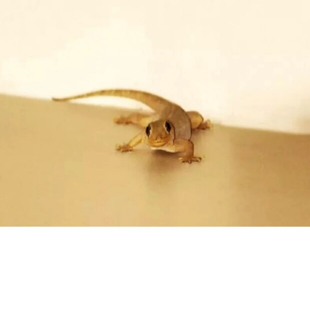 Lizard Effect: ఆడవారికి ఒంటిపై ఈ భాగాల్లో బల్లిపడితే.. అదృష్టమే..