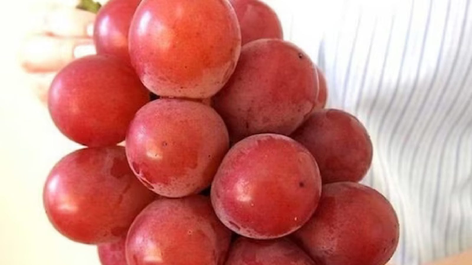 ఈ ద్రాక్ష గుత్తు ధర రూ.8 లక్షలకు పైనే.. ఎందుకో తెలుసా? | why Ruby Roman ...