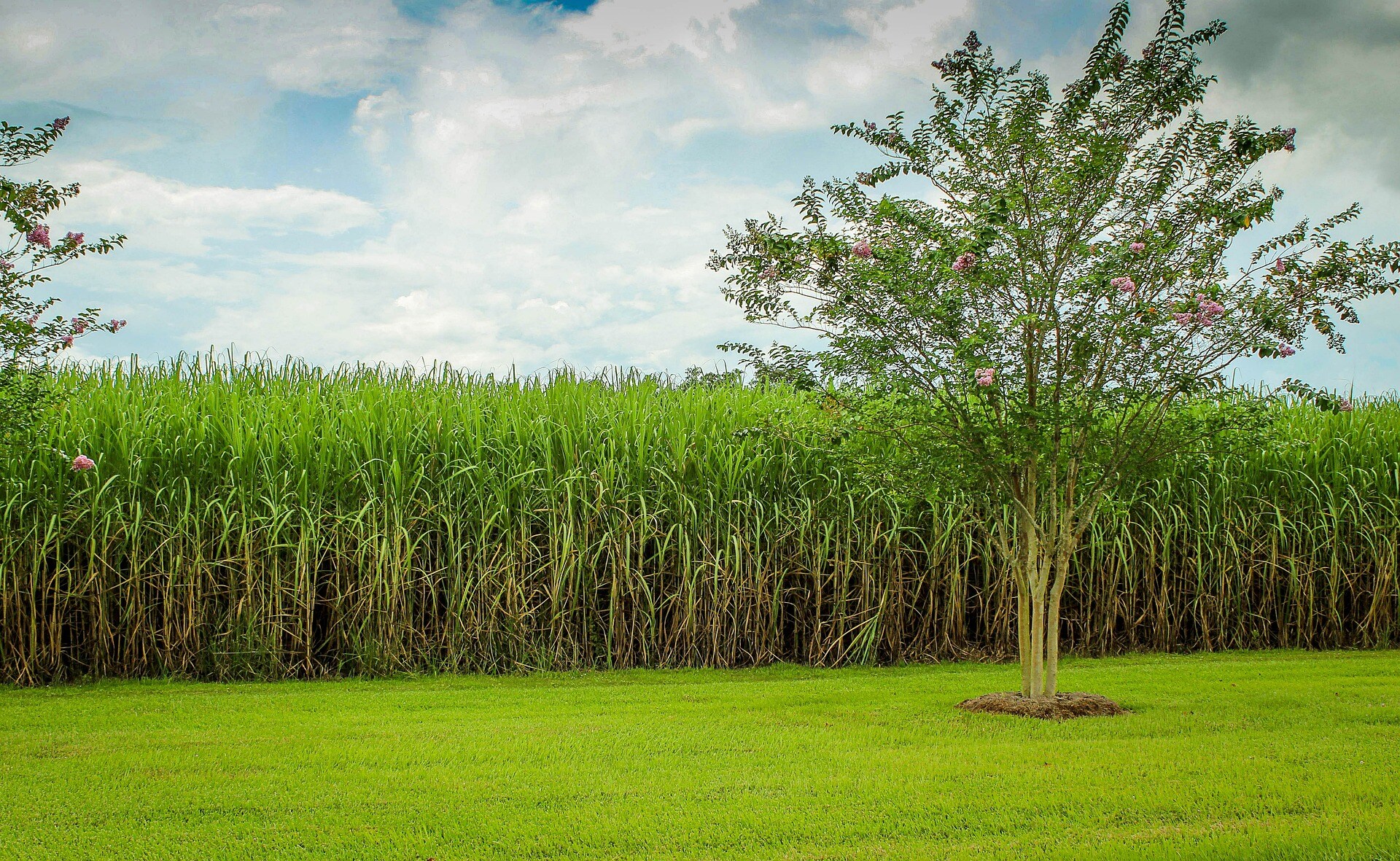 sugarcane-benefits