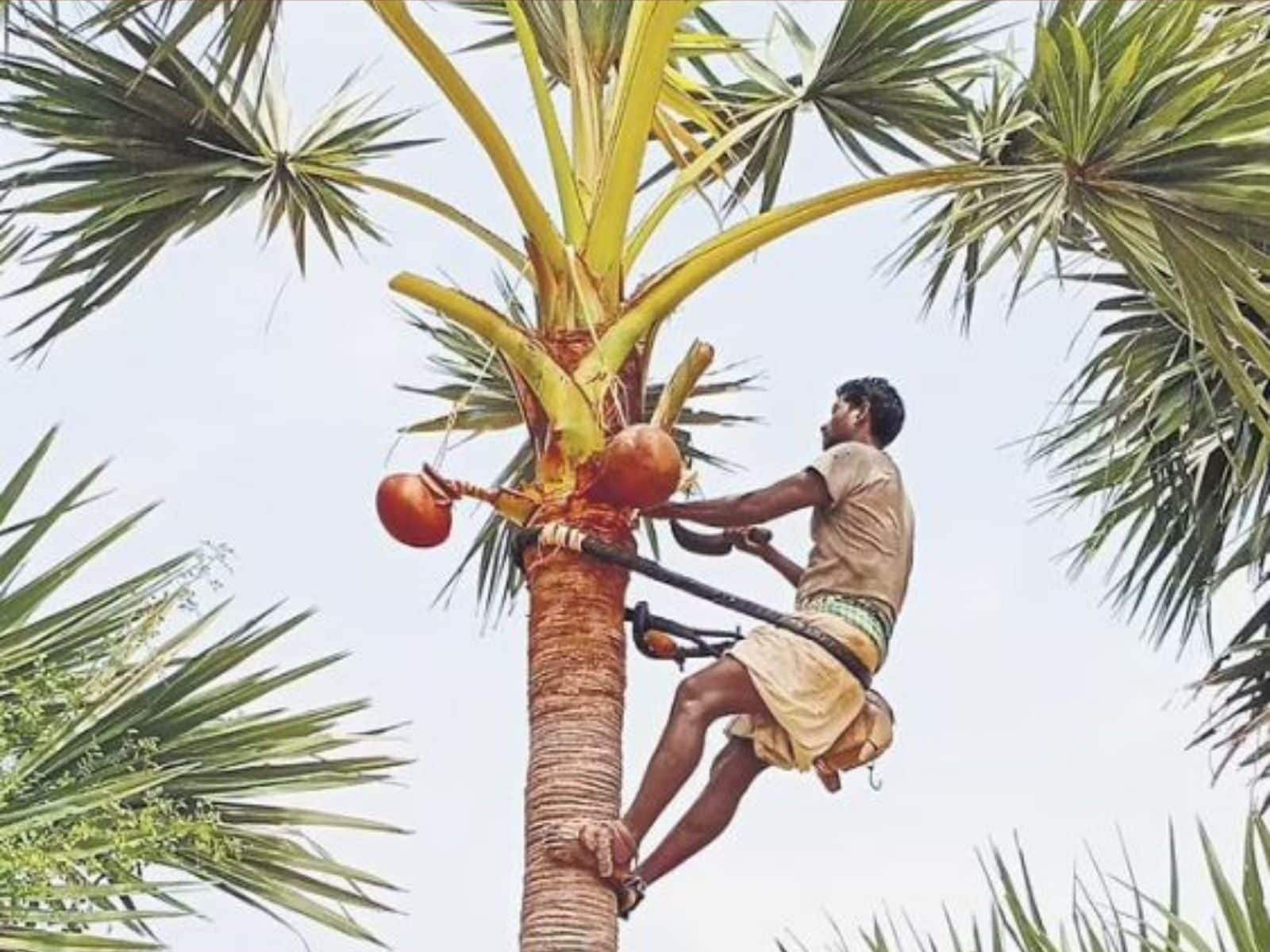 సమ్మర్‌లో పుష్కలంగా లభిస్తున్న కల్లు..దీని ప్రయోజనాలు, సైడ్ ఎఫెక్ట్స్ ...