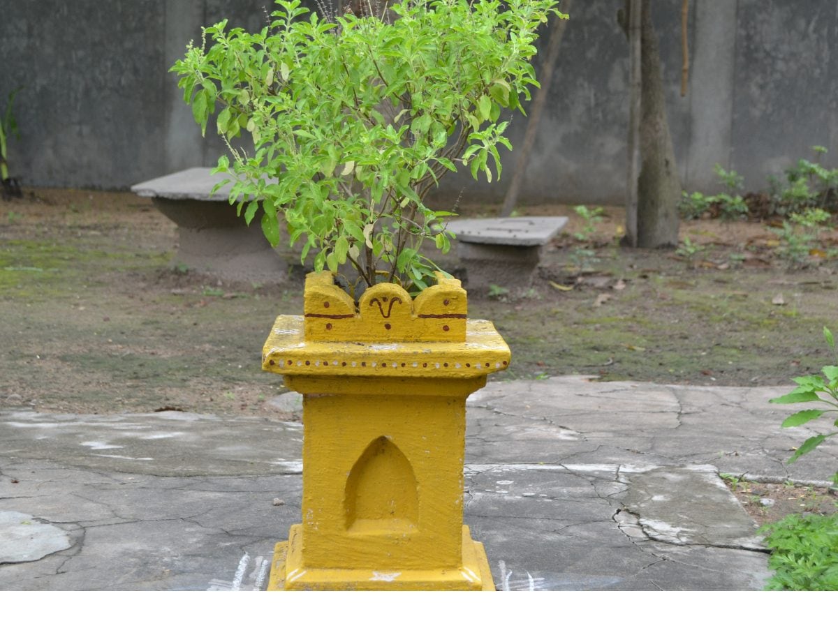 Tulsi plant is easy to grow with very little maintenance but for this ...