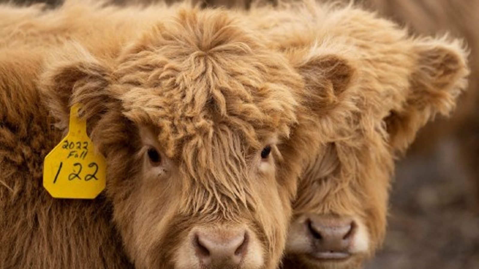 China Super Cows : క్లోనింగ్‌తో 3 ఆవుల సృష్టి .. రోజూ 50 లీటర్ల పాలు ...