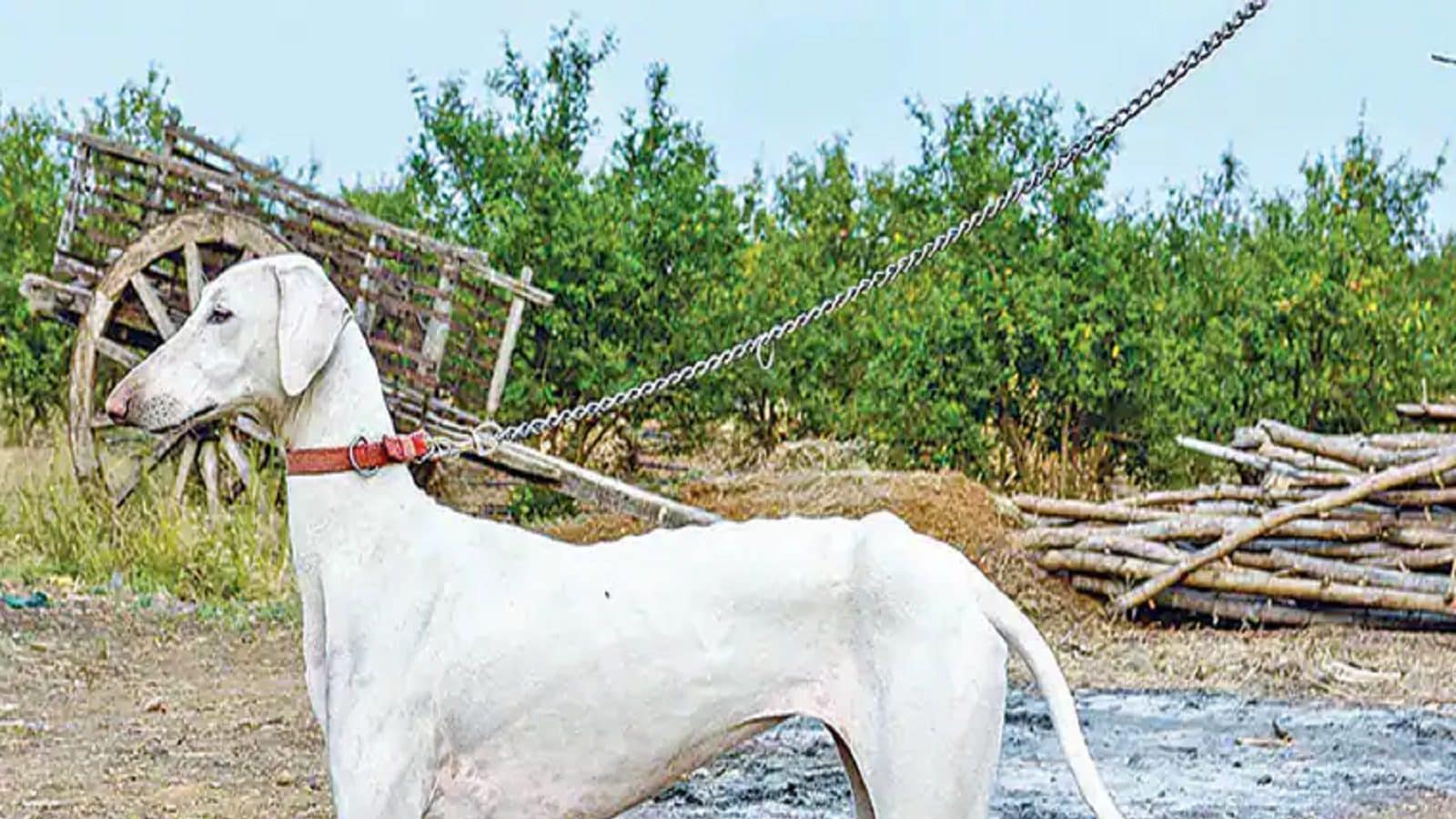 Mudhol Hound Dogs: తెలంగాణలో కుక్కల రేసు.. బహుమతులు గెలుచుకున్న కన్నడ ...