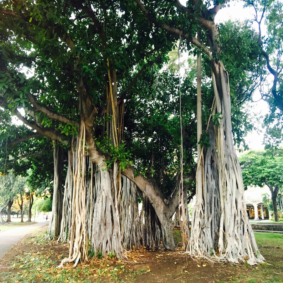 Banyan Tree: ఇంట్లో పెరిగే మర్రి చెట్టు ఈ తీవ్రమైన సంకేతాన్ని ఇస్తుందట ...