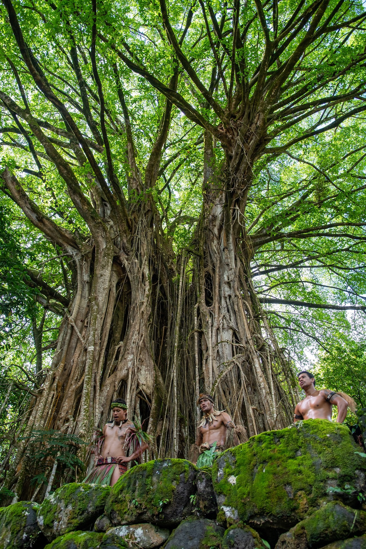 Banyan Tree: ఇంట్లో పెరిగే మర్రి చెట్టు ఈ తీవ్రమైన సంకేతాన్ని ఇస్తుందట ...