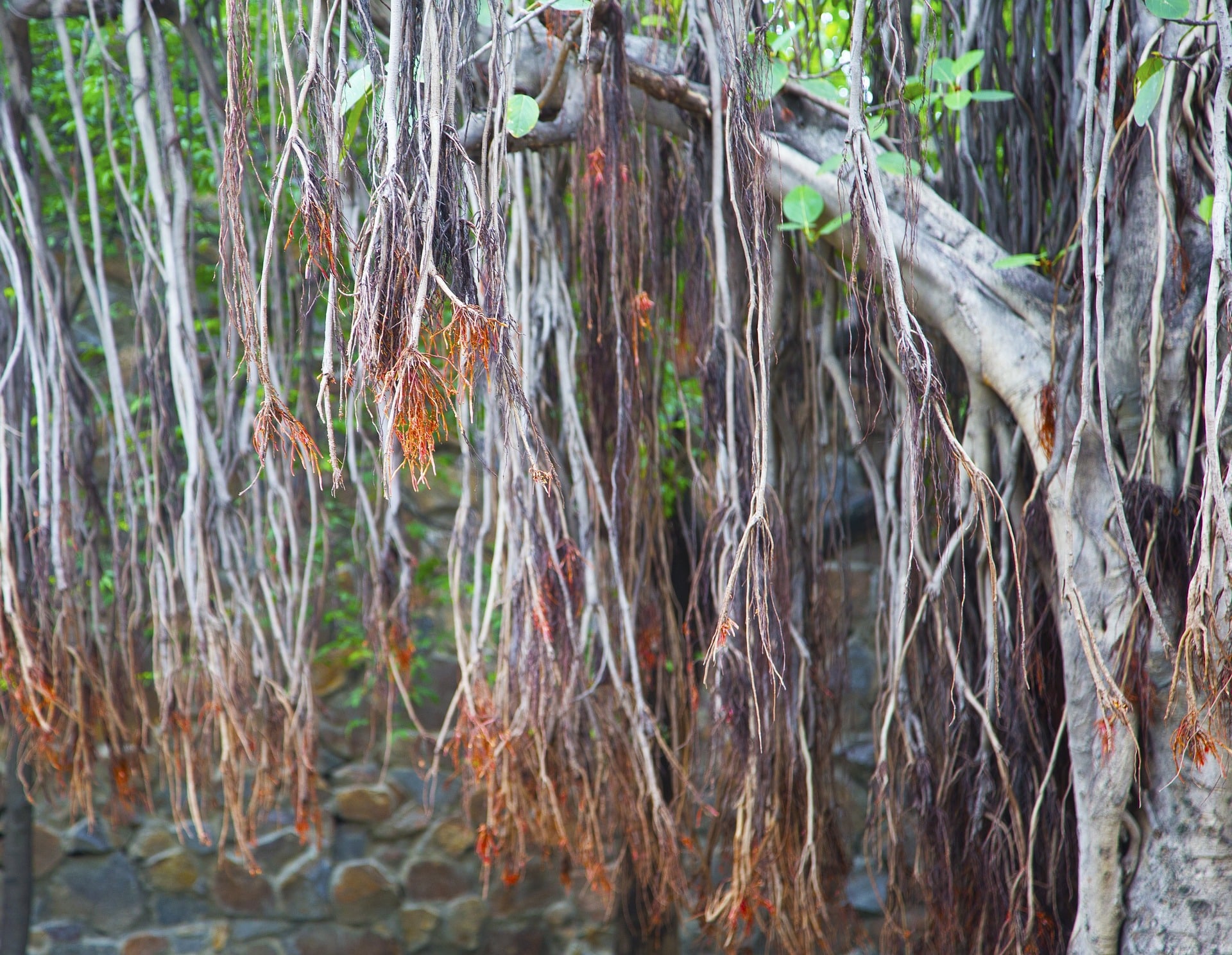 Banyan Tree: ఇంట్లో పెరిగే మర్రి చెట్టు ఈ తీవ్రమైన సంకేతాన్ని ఇస్తుందట ...