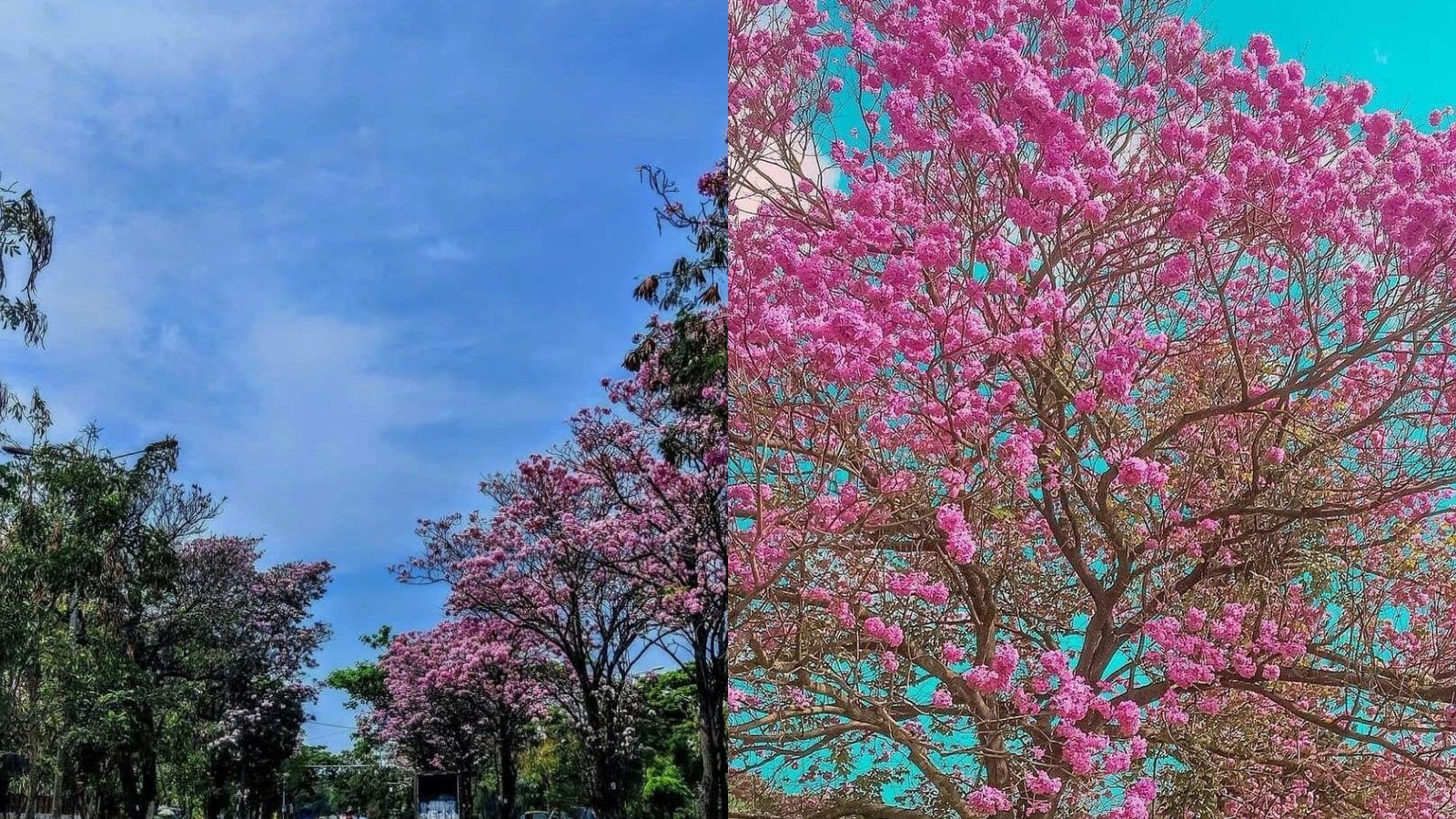 Photos - Pink Bangalore : పింక్ కలర్‌లో కనిపిస్తున్న బెంగళూరు ...