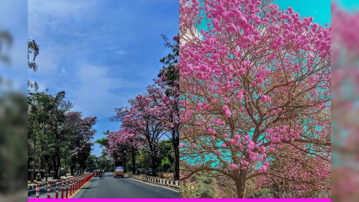 Photos - Pink Bangalore : పింక్ కలర్‌లో కనిపిస్తున్న బెంగళూరు