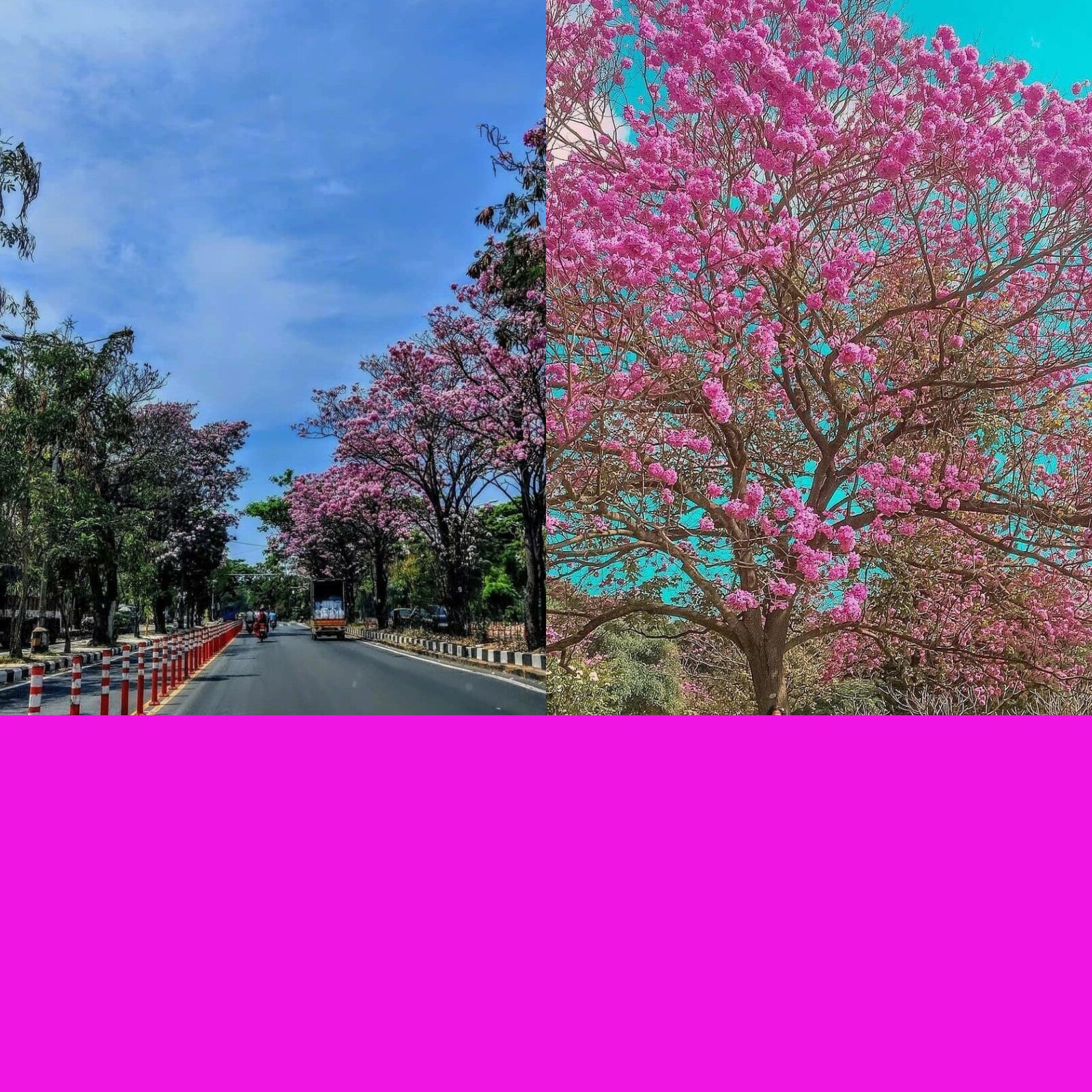 Photos - Pink Bangalore : పింక్ కలర్‌లో కనిపిస్తున్న బెంగళూరు – News18 ...