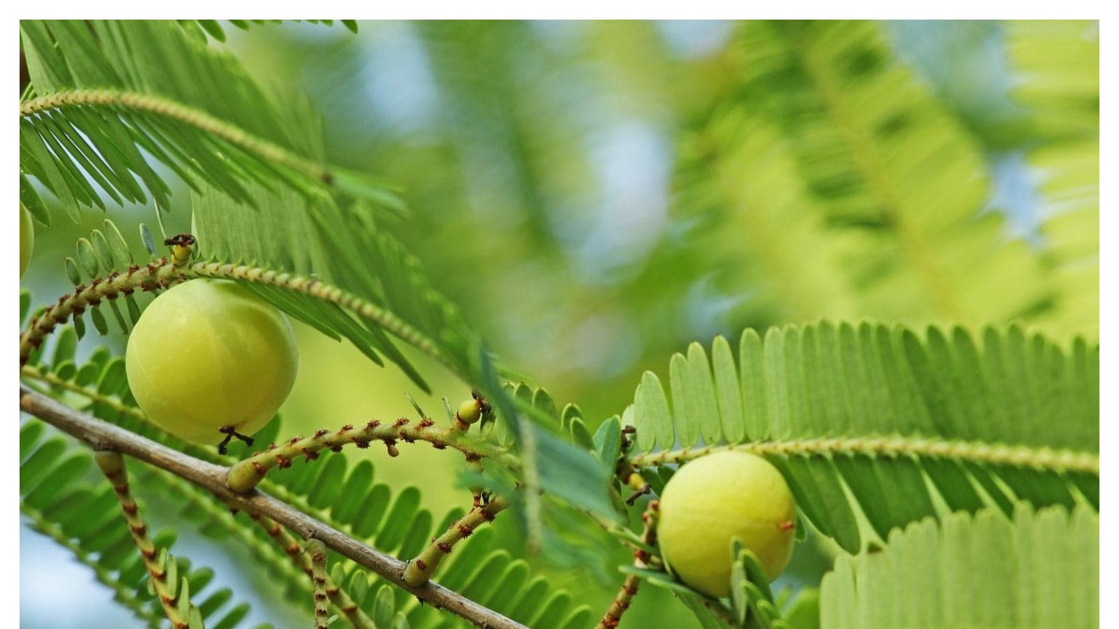 Amalaki Ekadashi: ఈ రోజున ఇంట్లో ఉసిరి చెట్టును నాటండి, ఖజానా ...