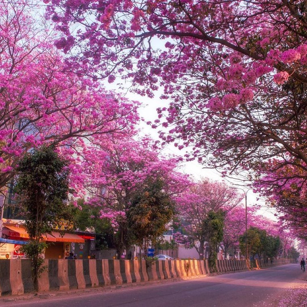 Photos - Pink Bangalore : పింక్ కలర్‌లో కనిపిస్తున్న బెంగళూరు – News18 ...