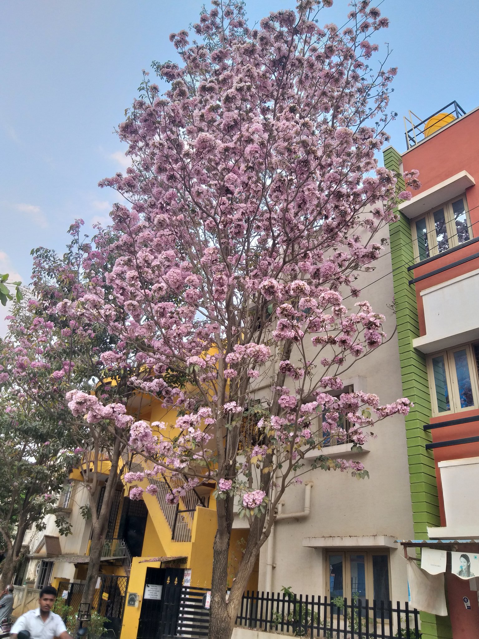 Photos - Pink Bangalore : పింక్ కలర్‌లో కనిపిస్తున్న బెంగళూరు – News18 ...