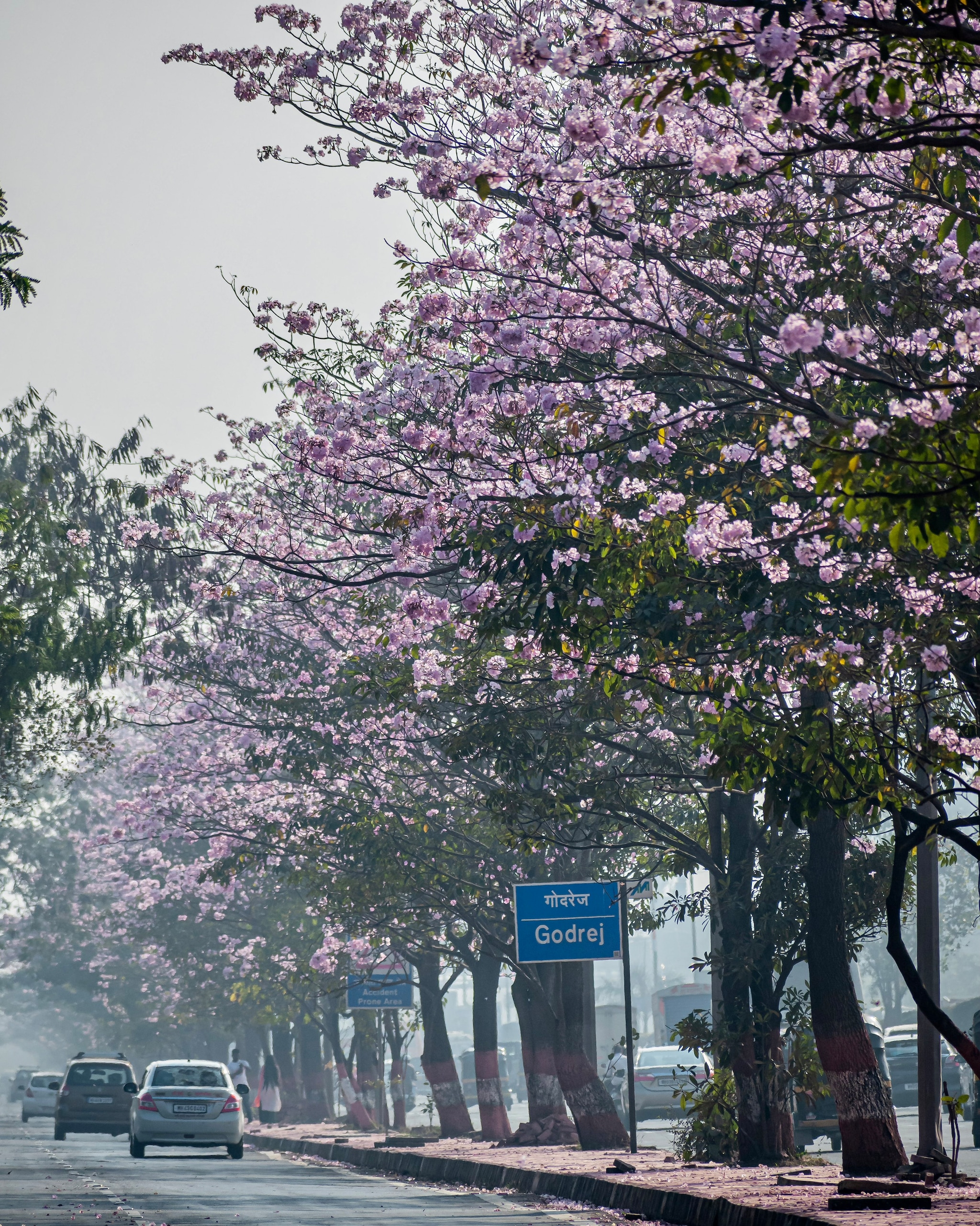 Photos - Pink Bangalore : పింక్ కలర్‌లో కనిపిస్తున్న బెంగళూరు – News18 ...