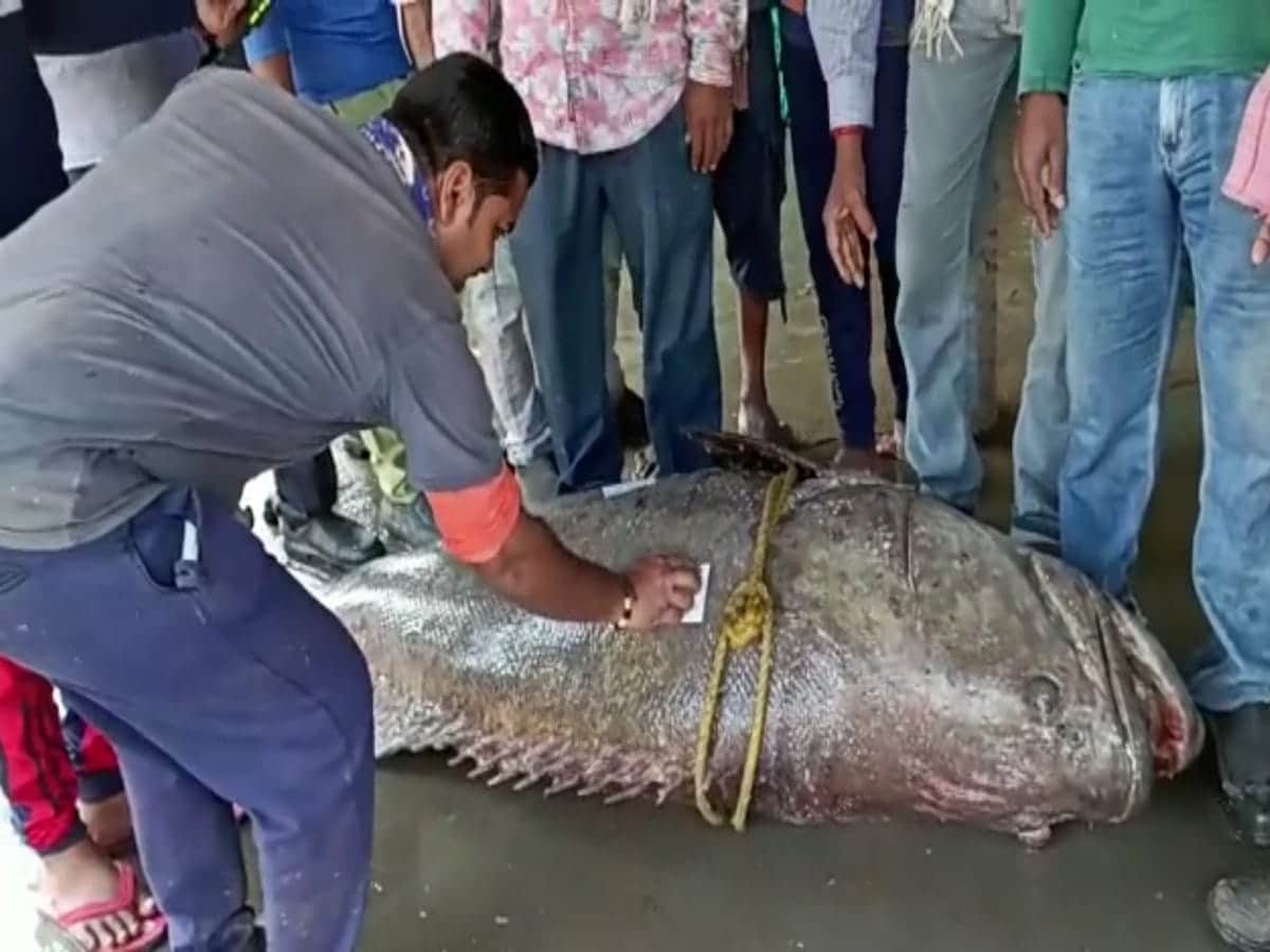 Baahubali Fish: వలకు చిక్కిన 200 కేజీల బాహుబలి చేప.. ఎంత ధర పలికిందో ...