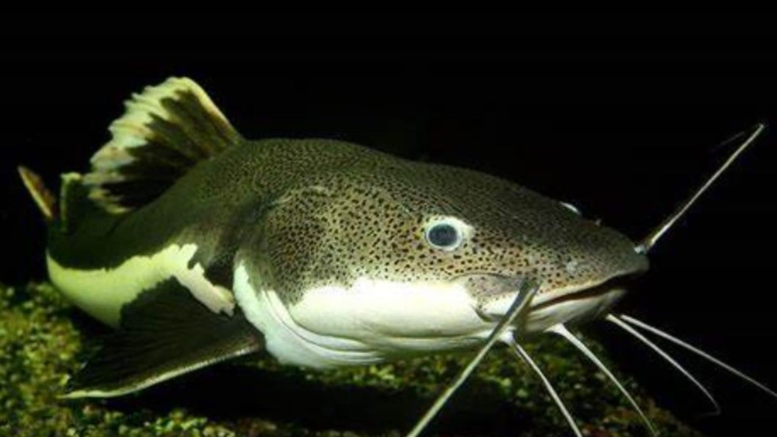 Fish: మీరు తినేది కొరమీను కాదు! చేపల ప్రియులూ..! తస్మాత్ జాగ్రత్త ...