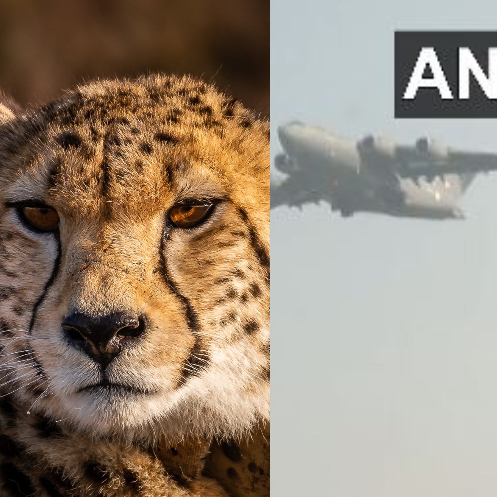 Photos - Cheetahs : భారత్‌ వచ్చిన 12 చీతాలు .. సేఫ్‌గా ల్యాండ్ అయిన విమానం – News18 తెలుగు