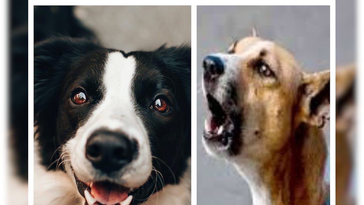 Dogs Crying: కుక్కలు ఎందుకు ఏడుస్తాయి?