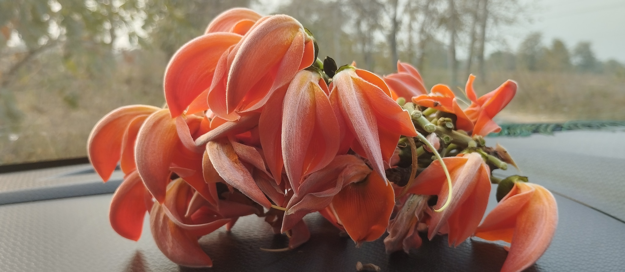 వేసవిలో పూచే ఆ పువ్వులు ఆకర్షణలోనే కాదు.. ఔషాద గుణాలు ఎక్కువే – News18 ...