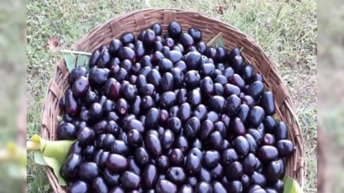 Jamun Fruit : నేరేడు మ్యాటర్ బోలెడు.. ఈ పండ్లు మగవారికి ఓ వరం.. విషయం ...