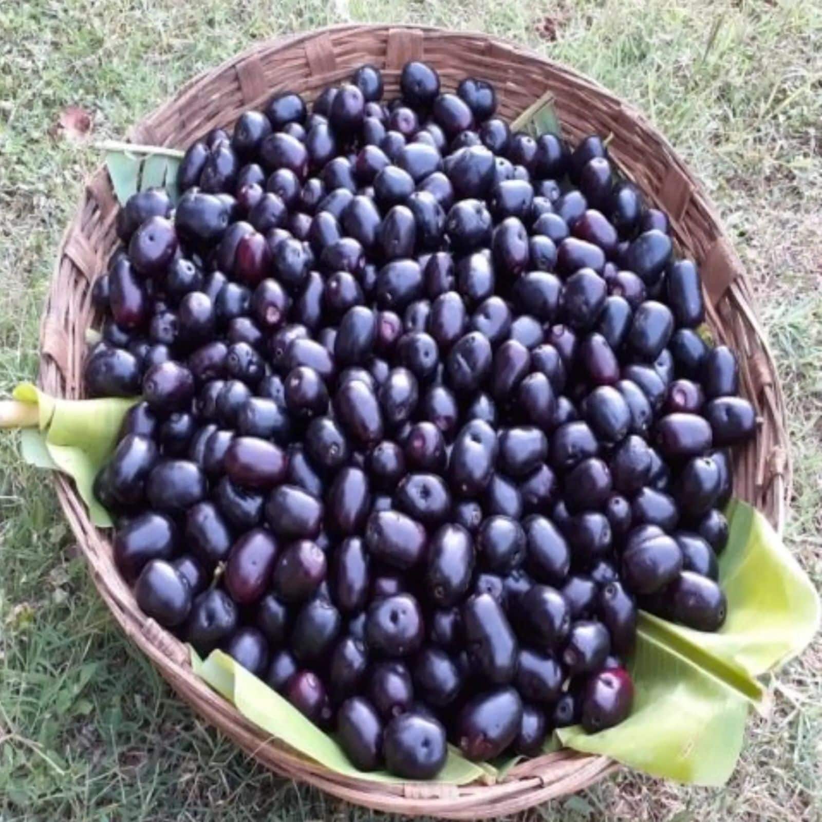 నేరేడు మ్యాటర్ బోలెడు.. ఈ పండ్లు మగవారికి ఓ వరం.. విషయం తెలిస్తే అస్సలు ...