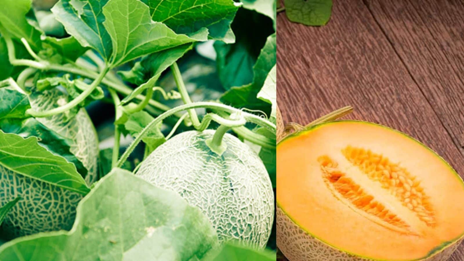 Expensive Melon: ప్రపంచంలోనే ఖరీదైన పండు.. దీన్ని కొనే డబ్బుతో మహీంద్రా ...