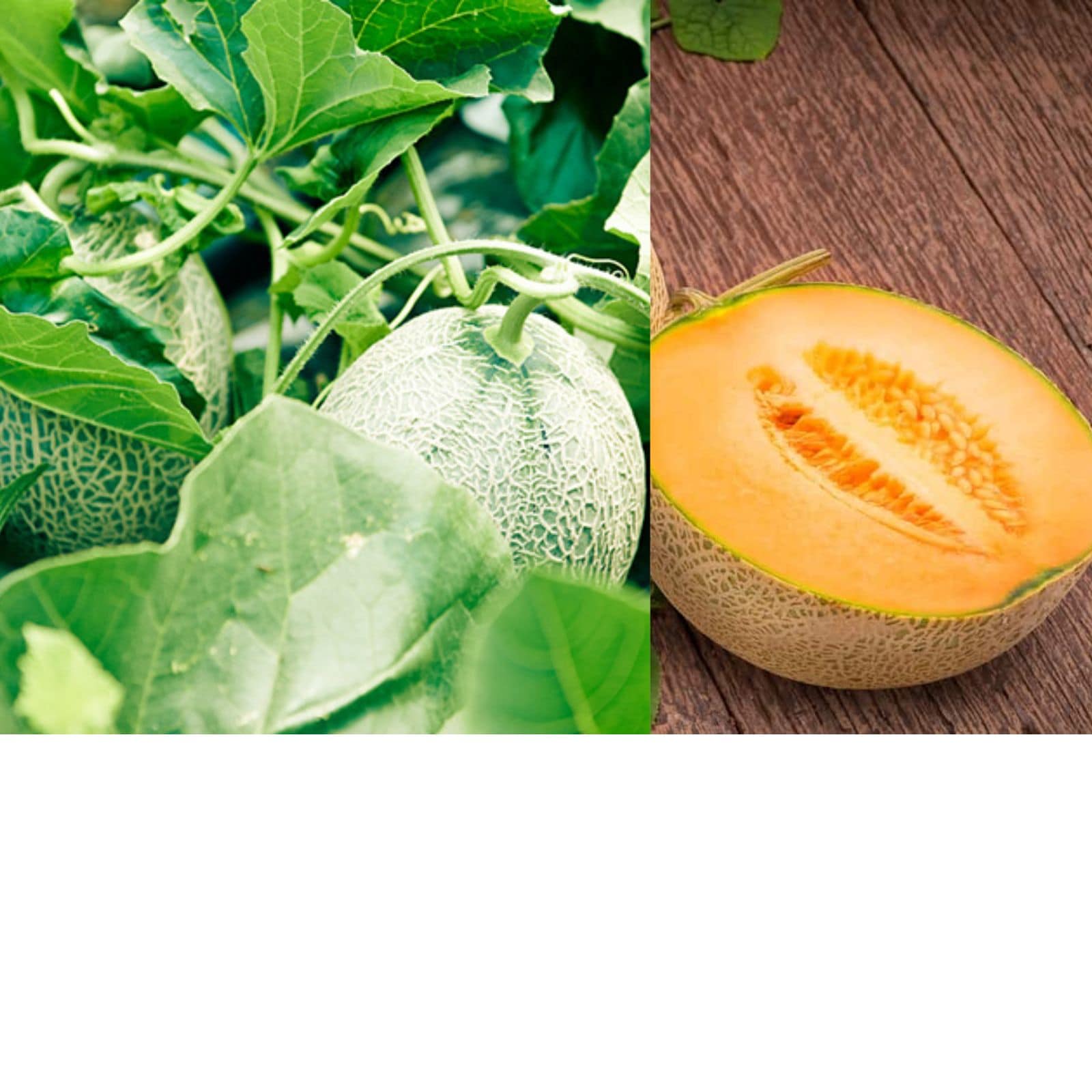 Musk Melon: మస్క్ మిలన్... తినడం వల్ల ఎన్ని ప్రయోజనాలు తెలుసా ...
