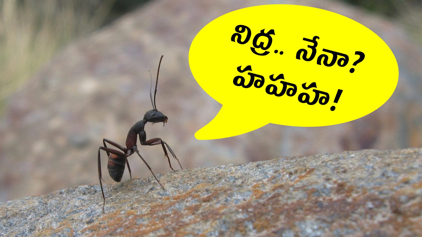 Ant Facts : చీమలు ఎందుకు నిద్రపోవు? వాటిని అంటార్కిటికా పంపితే ...