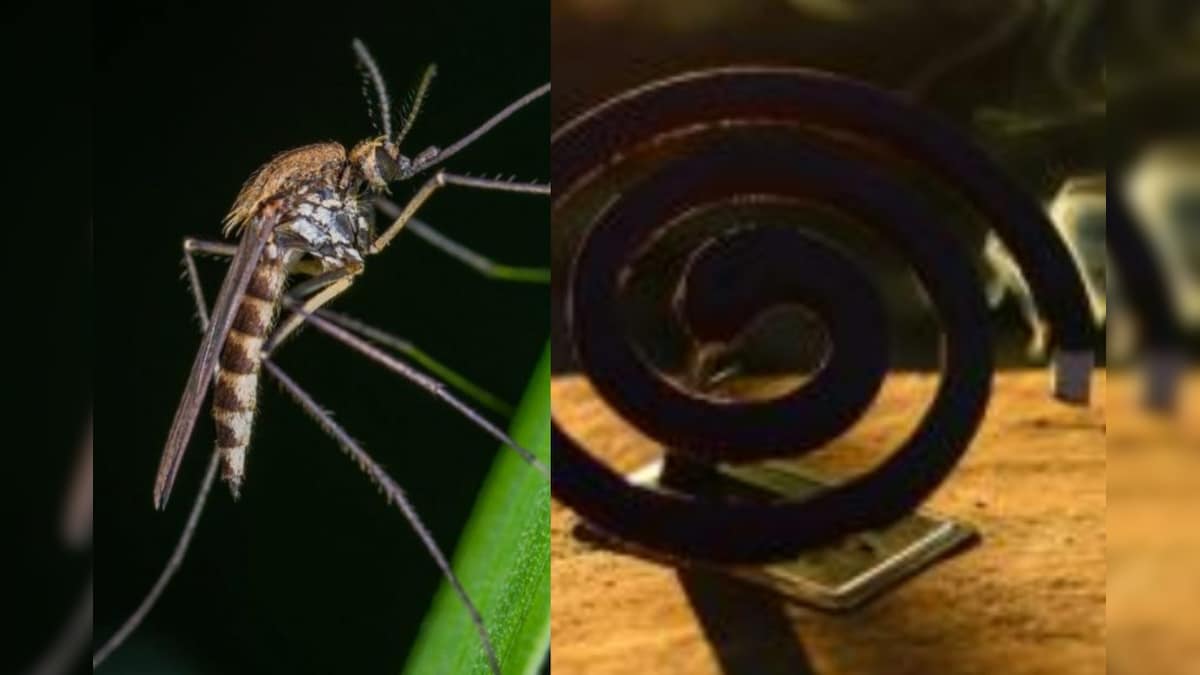 Mosquito Coil Side Effects: దోమలు ఎక్కువగా కుడుతున్నాయని మస్కిటో ...