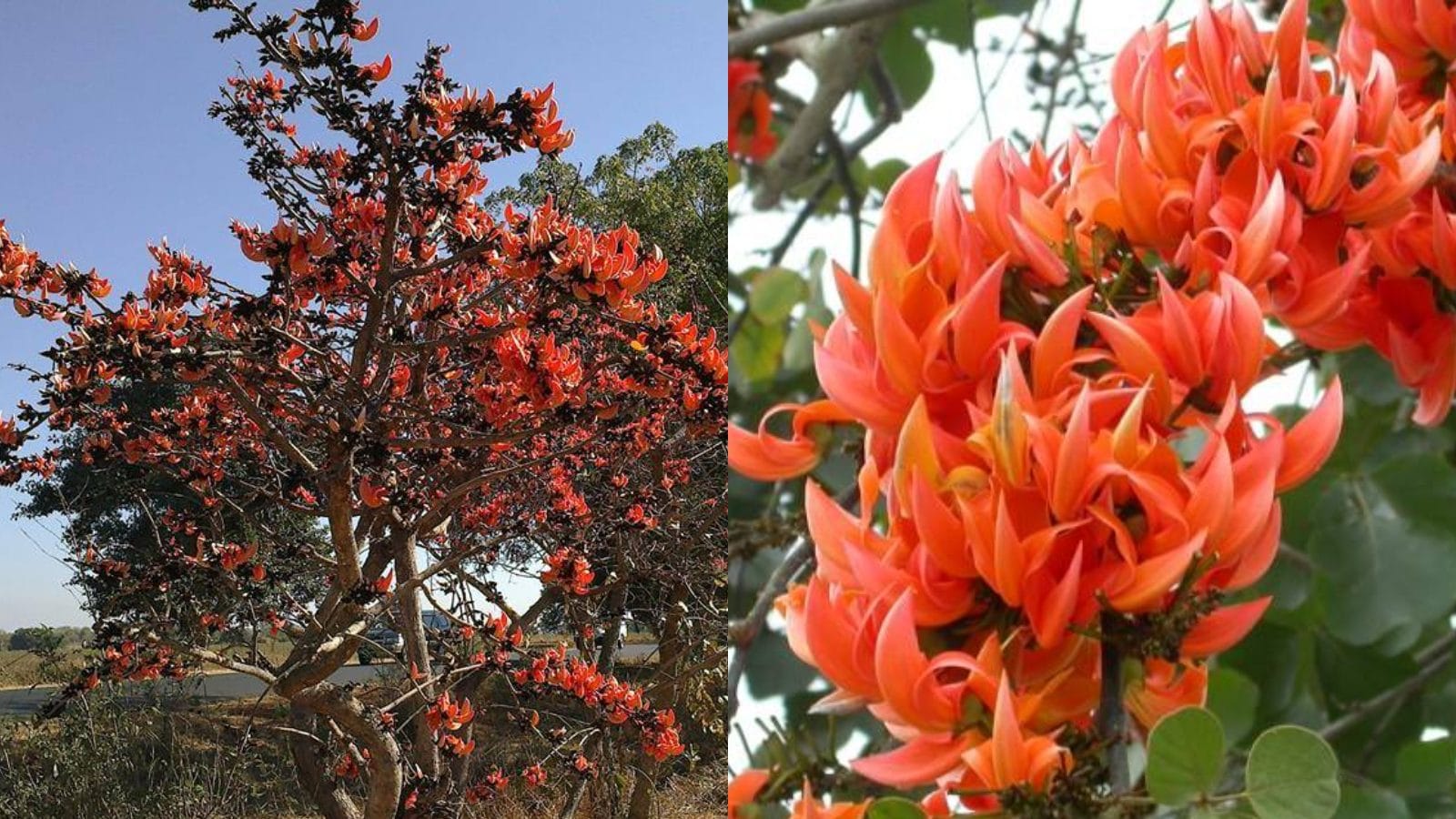 వేసవిలో పూచే ఆ పువ్వులు ఆకర్షణలోనే కాదు.. ఔషాద గుణాలు ఎక్కువే