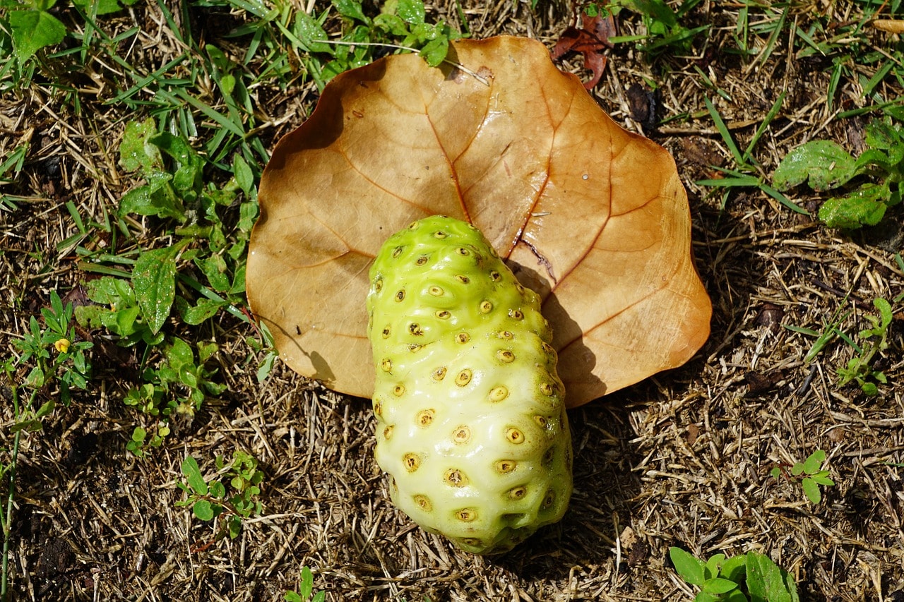 Vomit Fruit : వాంతి పండు.. ఆరోగ్యం మెండు – News18 తెలుగు