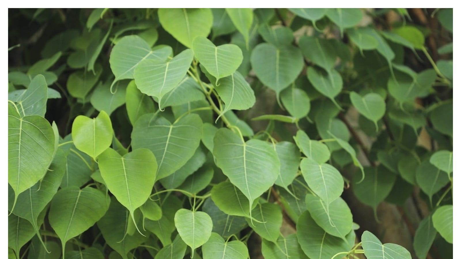 Peepal Tree: మీ ఇంట్లో రావిచెట్టు పెరిగిందా? ఈ 4 చర్యలతో రాబోయే తీవ్ర ...