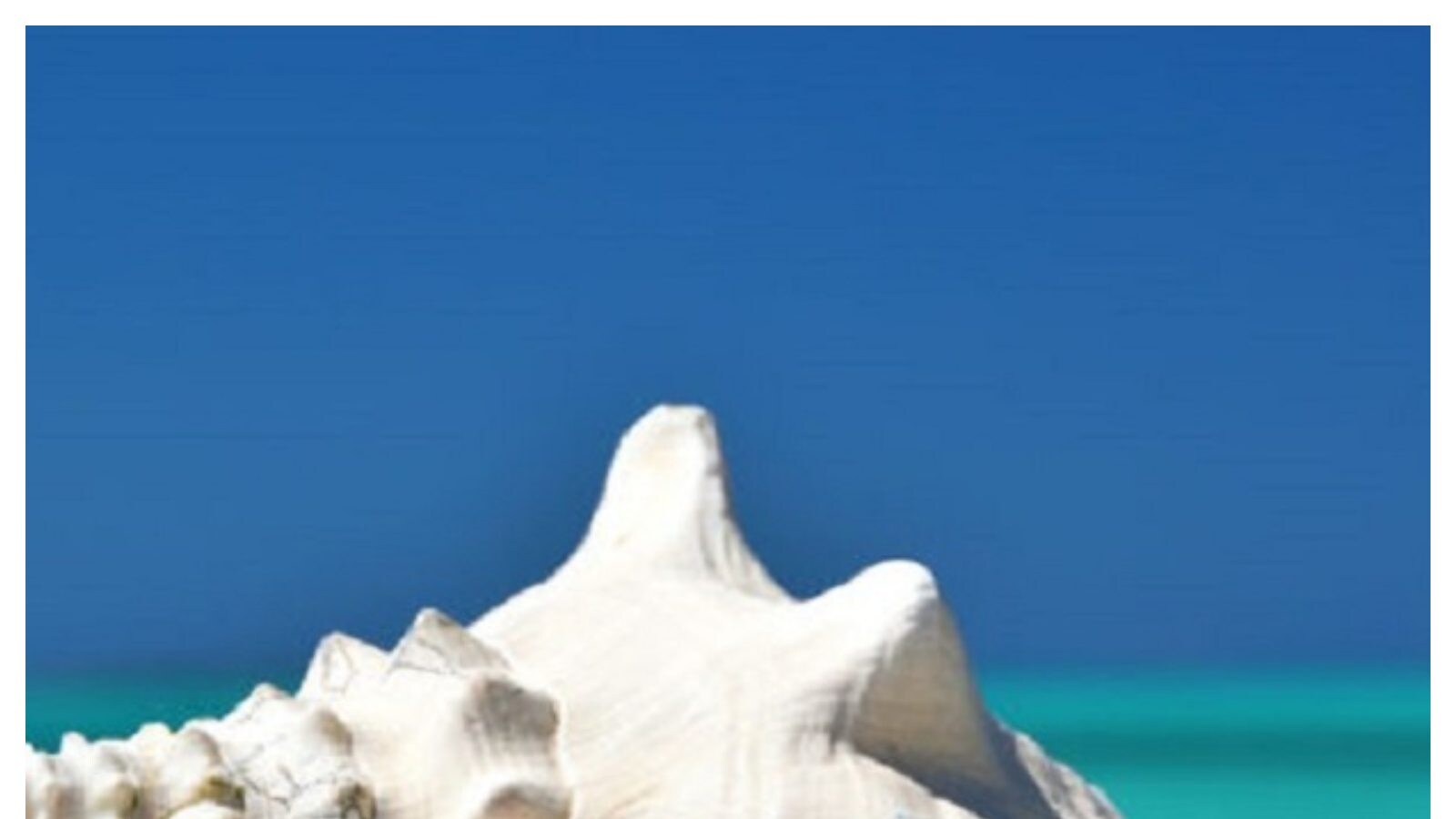 Shankam: శంఖం ఇంట్లో ఉండటం వల్ల కలిగే అద్భుతమైన ప్రయోజనాలు తెలుసా?/Do ...