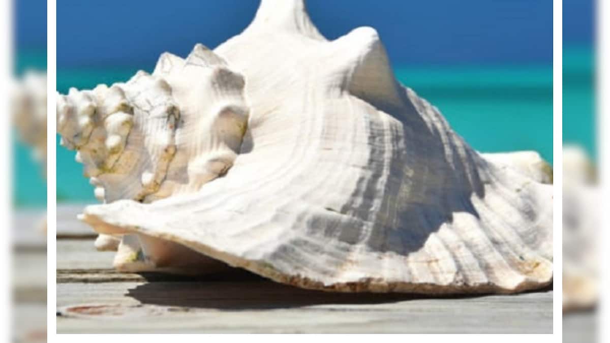 Shankam: శంఖం ఇంట్లో ఉండటం వల్ల కలిగే అద్భుతమైన ప్రయోజనాలు తెలుసా?