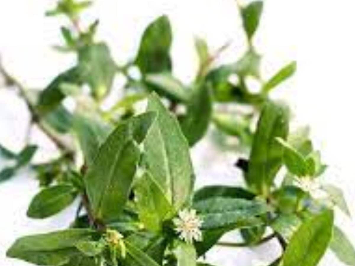 these Wonderful health benifits of guntagalagaraku leaves ...