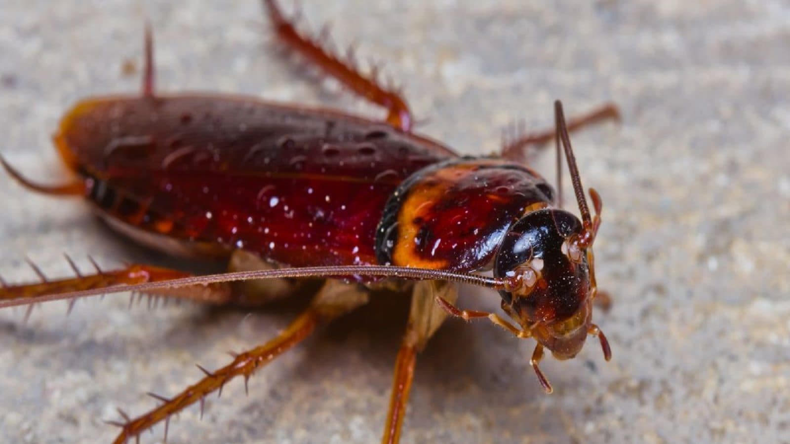 Some ways to get rid of cockroaches by adopting which you can get rid ...
