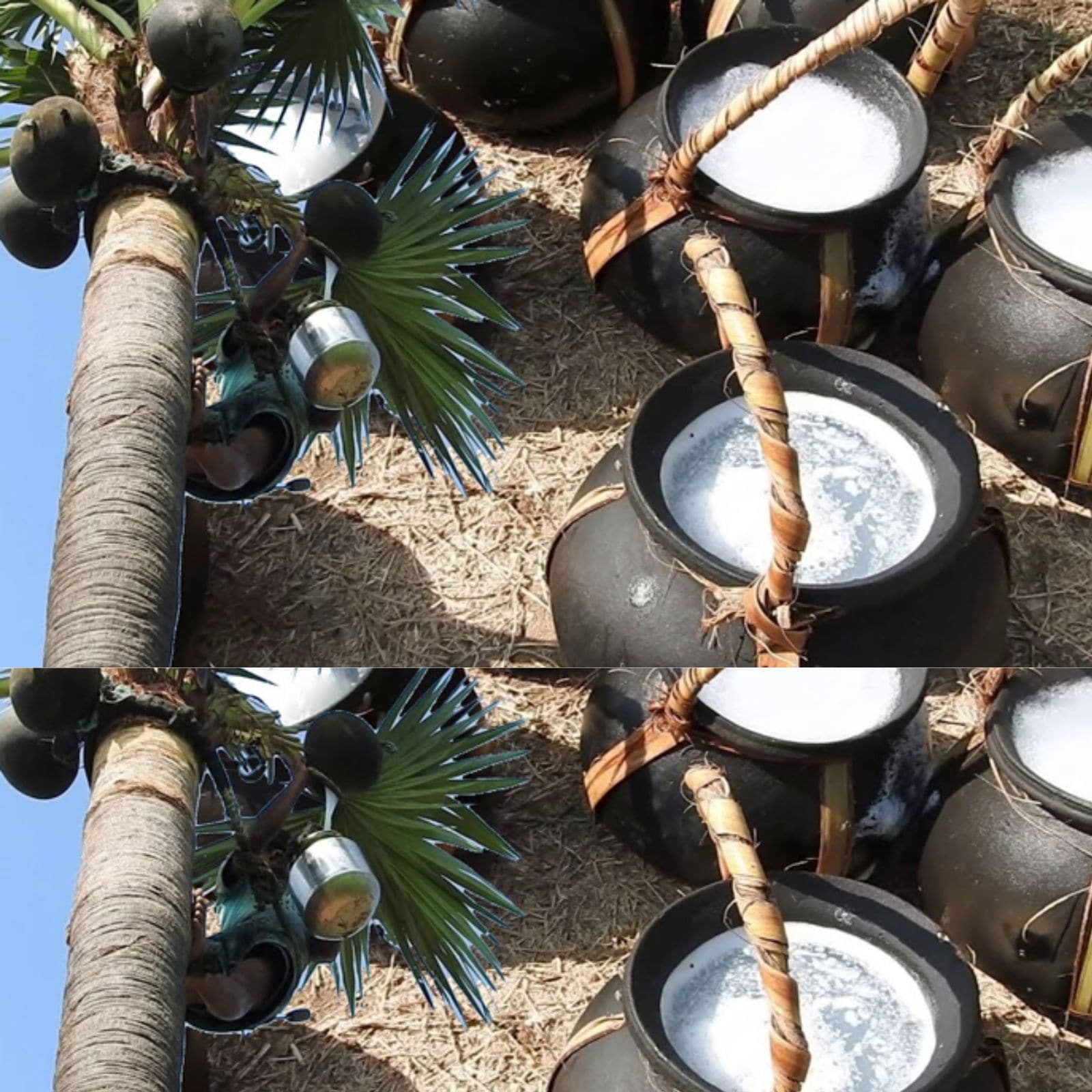 సమ్మర్‌లో పుష్కలంగా లభిస్తున్న కల్లు..దీని ప్రయోజనాలు, సైడ్ ఎఫెక్ట్స్ ...