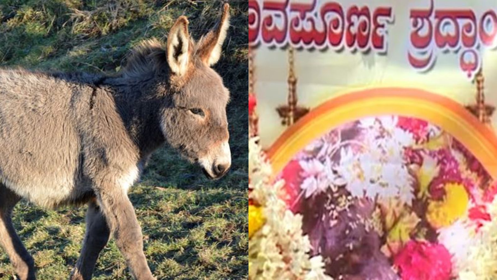 Mourning to the death of donkey|ఆ గాడిద నిజంగా రుషే! మూగజీవికి ...
