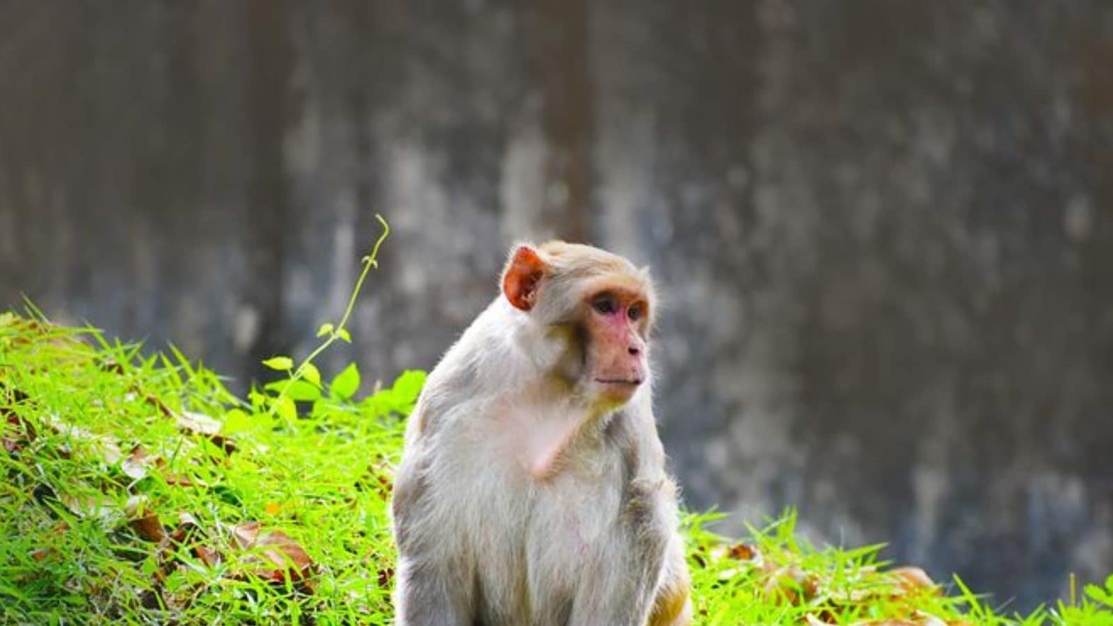 MONKEY DEATH: రోడ్డు ప్రమాదంలో కోతి చనిపోయింది..! ఆ ఊరి వాళ్లు ఏం ...