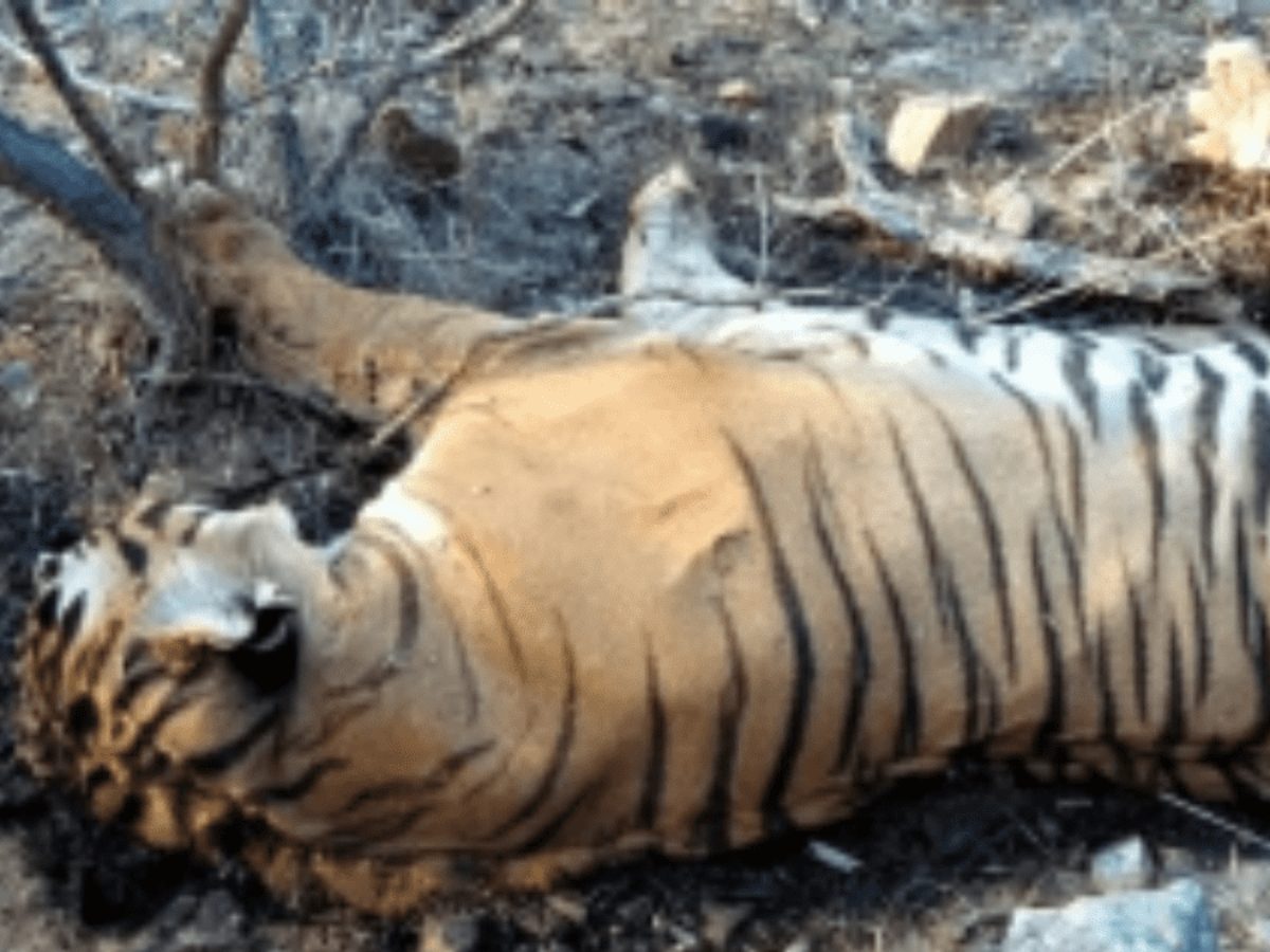 Royal Bengal Tiger dies at Hyderabad Zoo | Hyderabad Zoo: హైదరాబాద్ ...