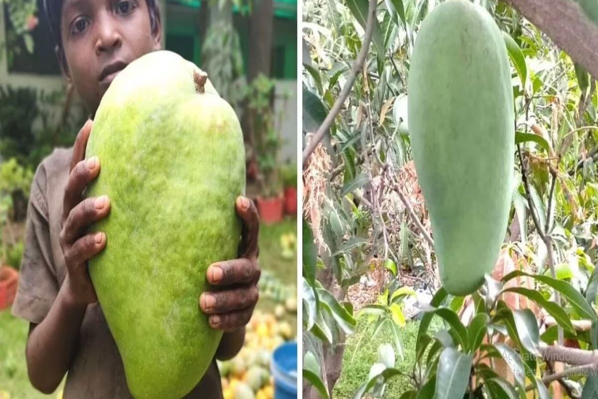 Costly Mango: ఒక మామిడిపండు ధర 1500.. మరొకటి కిలో 2.5 లక్షల రూపాయలు ...