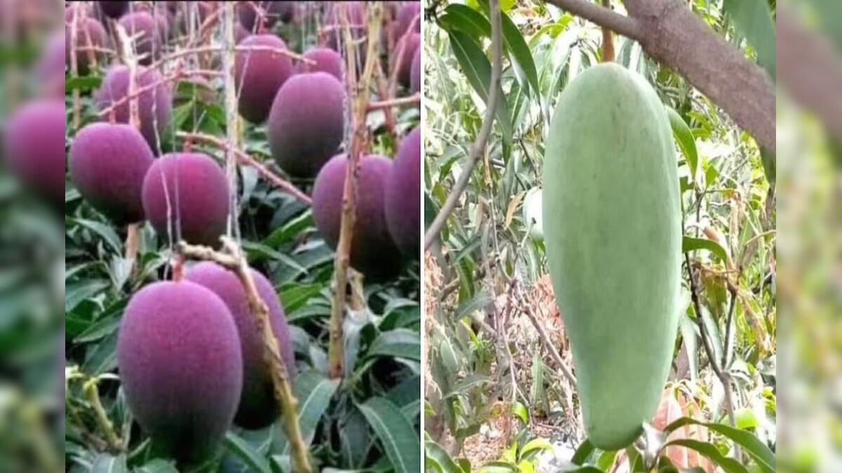 Costly Mango: ఒక మామిడిపండు ధర 1500.. మరొకటి కిలో 2.5 లక్షల రూపాయలు ...