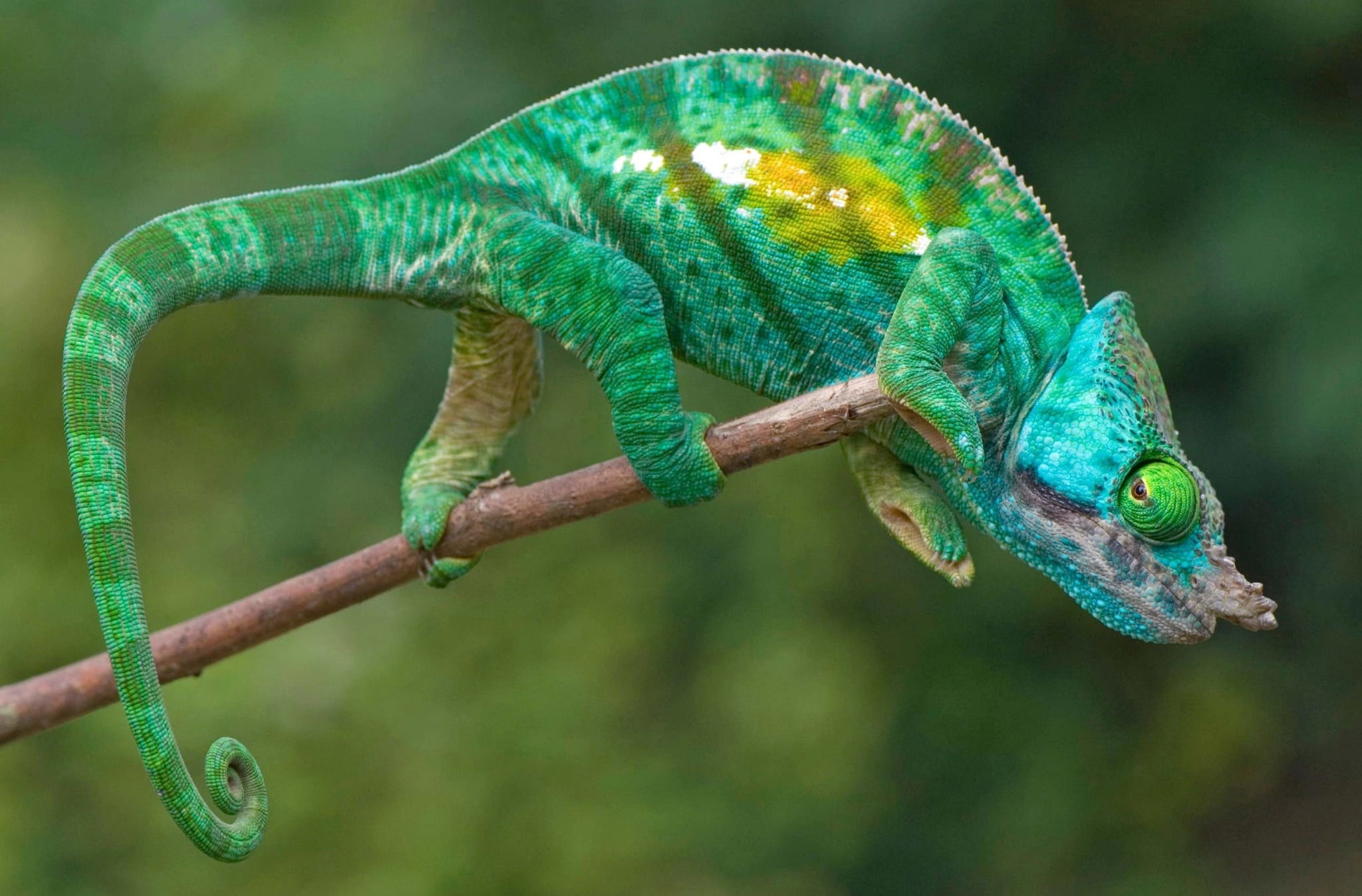 ఊసరవెల్లి రంగులు మార్చడానికి ప్రధాన కారణం ఏంటంటే..? – News18 తెలుగు