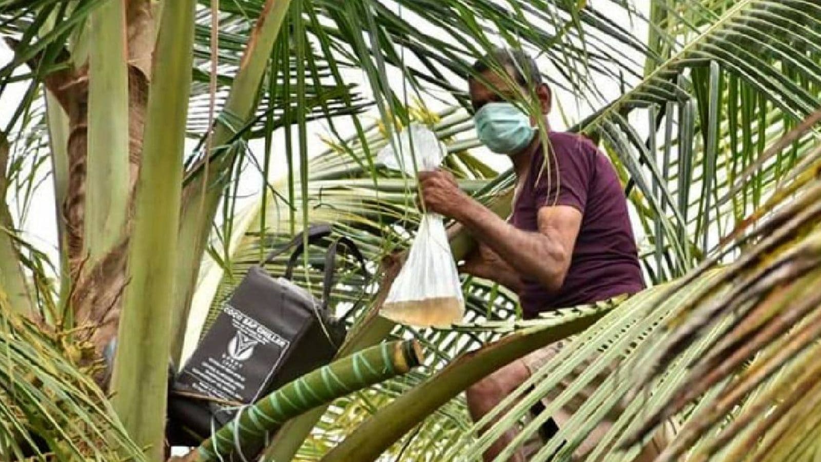 Neera Cafe: నీరాకు కల్లుకు తేడా ఏంటి..? నీరాను చెట్టు నుంచి ఎలా ...