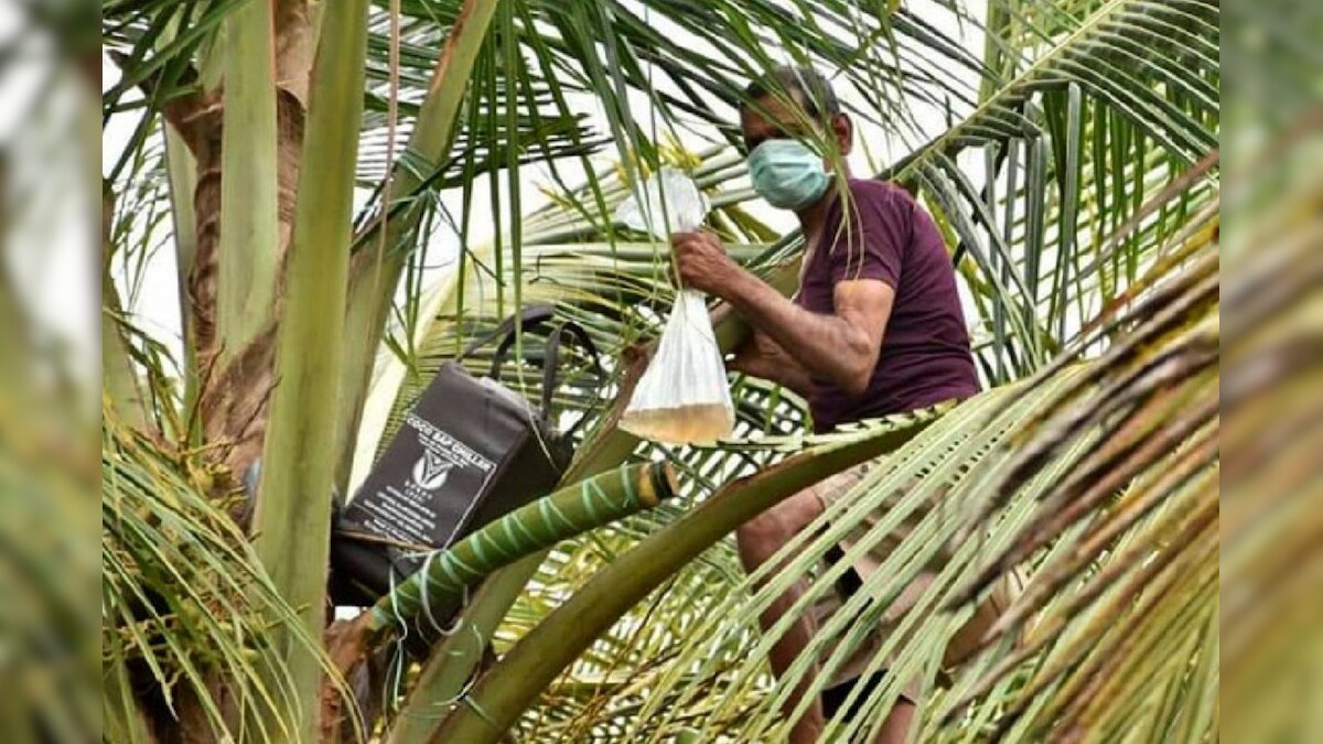 Neera Cafe: నీరాకు కల్లుకు తేడా ఏంటి..? నీరాను చెట్టు నుంచి ఎలా ...